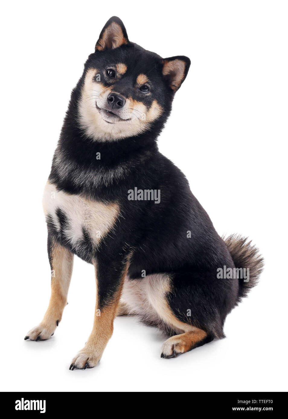 Siba inu dog isolated on white Stock Photo - Alamy