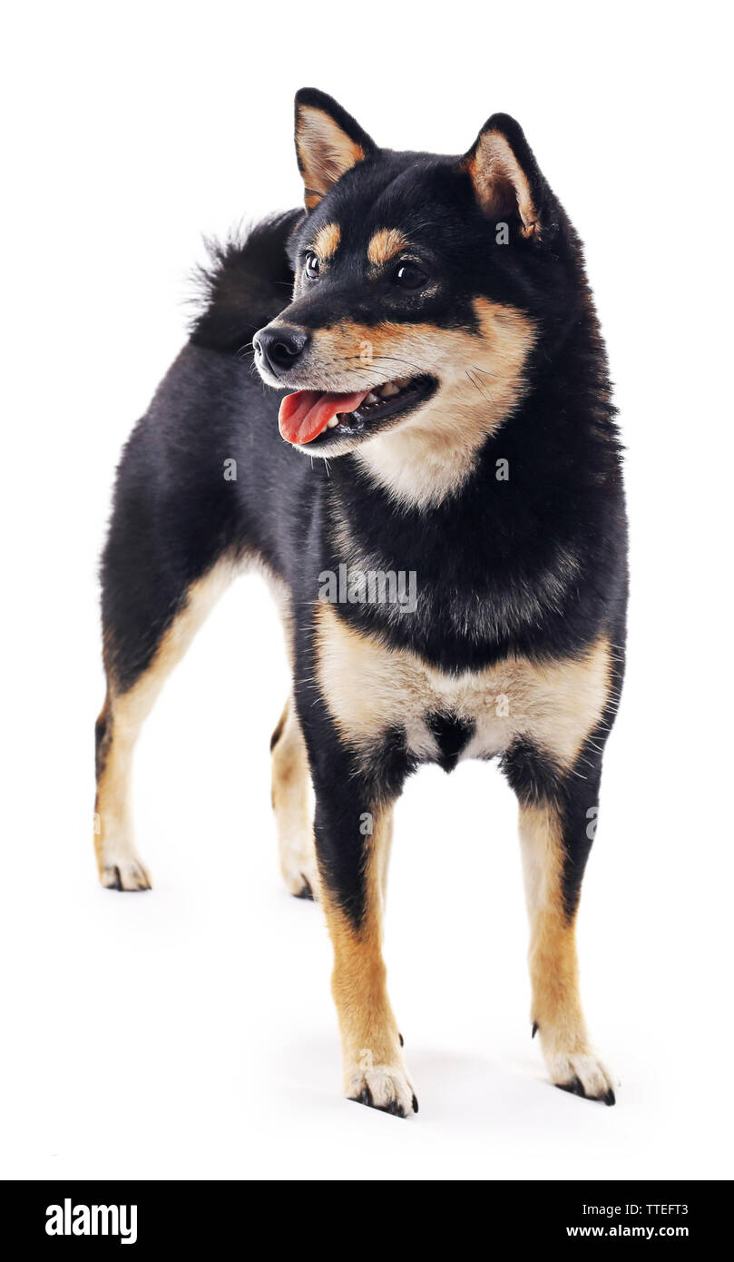 Siba inu dog isolated on white Stock Photo - Alamy