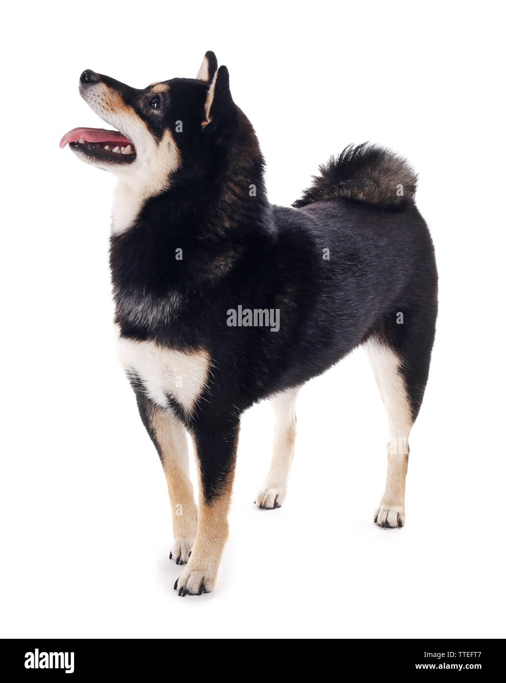 Siba inu dog isolated on white Stock Photo - Alamy