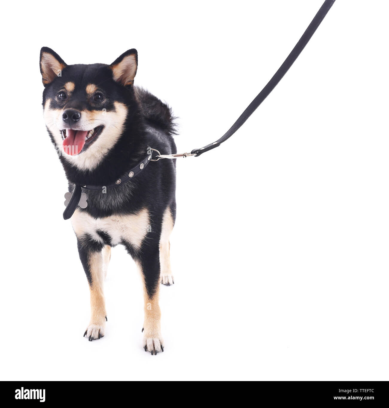 Siba inu with lead isolated on white background Stock Photo - Alamy