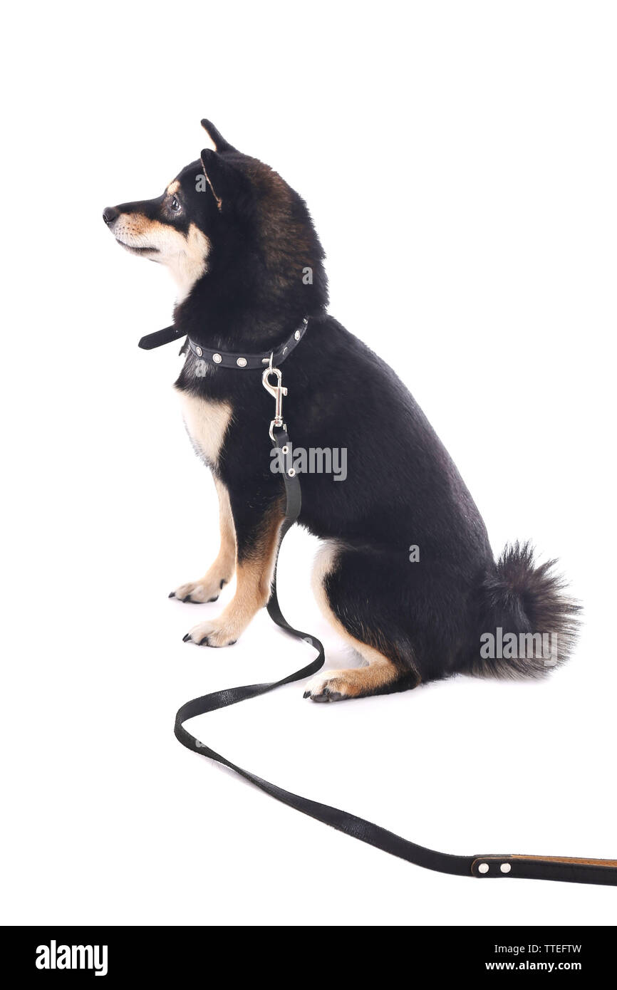 Siba inu with lead isolated on white background Stock Photo - Alamy