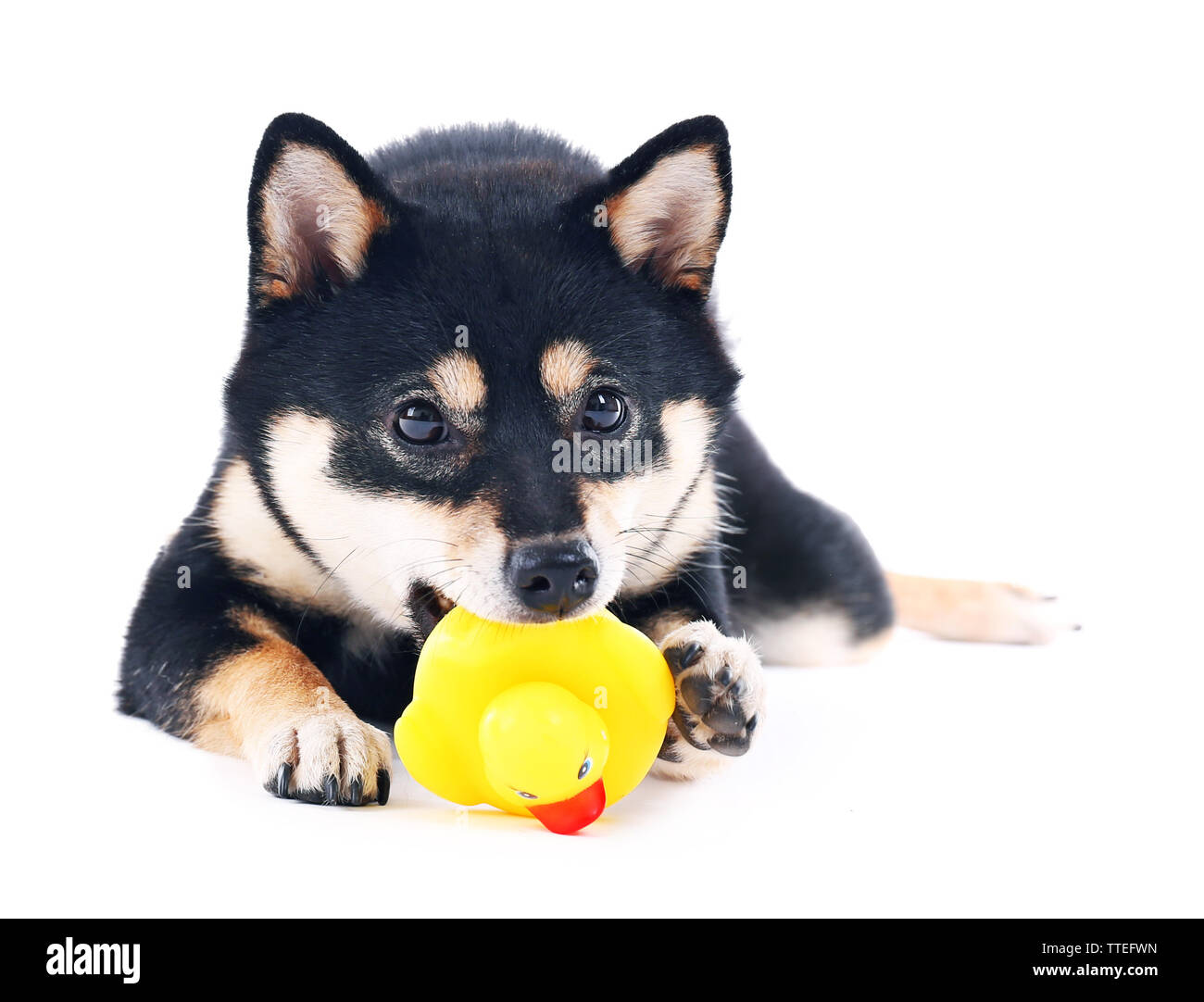 Siba inu playing with toy duck isolated on white Stock Photo - Alamy