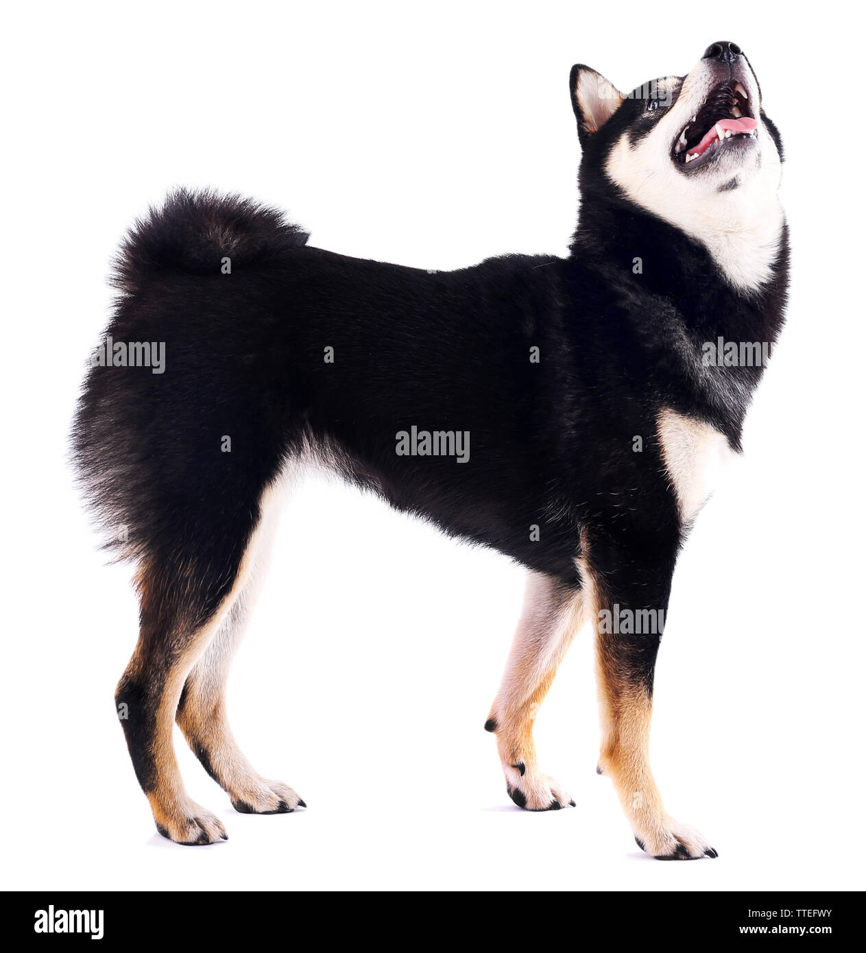 Siba inu dog isolated on white Stock Photo - Alamy