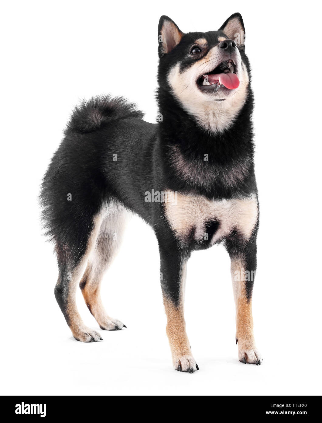 Siba inu dog isolated on white Stock Photo - Alamy
