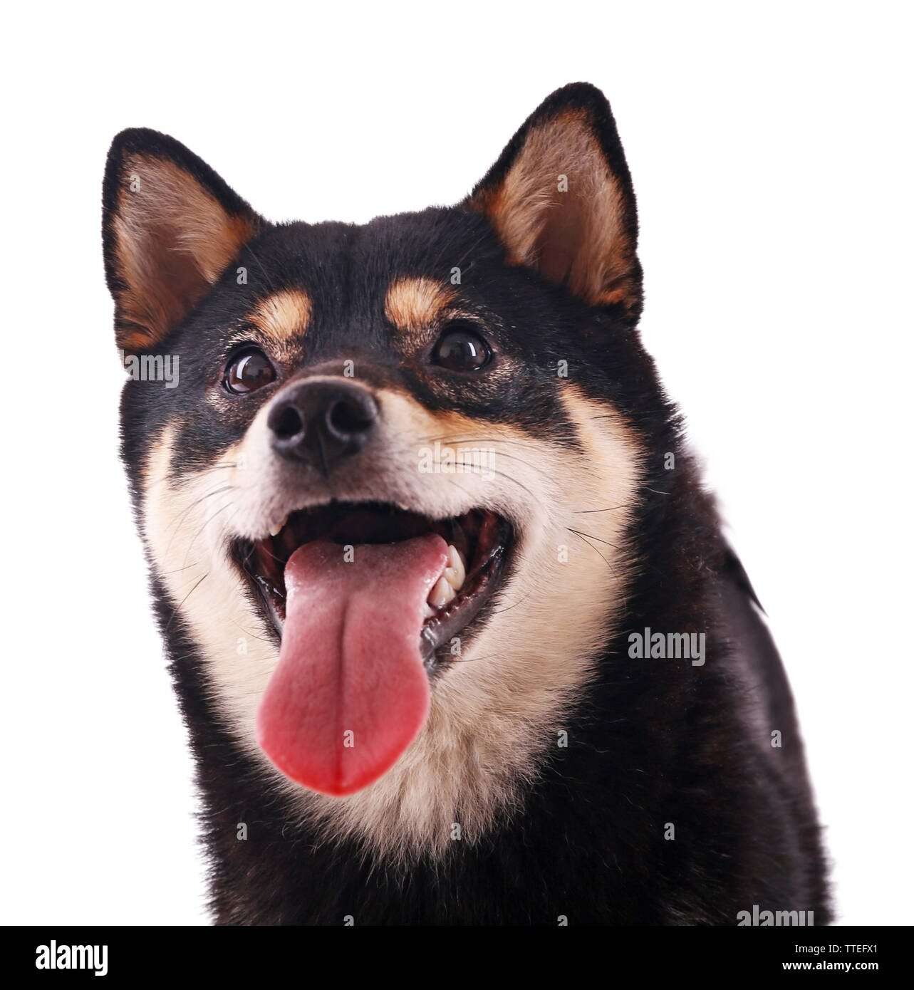 Siba inu dog isolated on white Stock Photo - Alamy