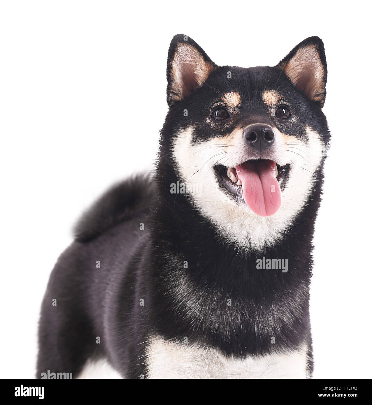 Siba inu dog isolated on white Stock Photo - Alamy
