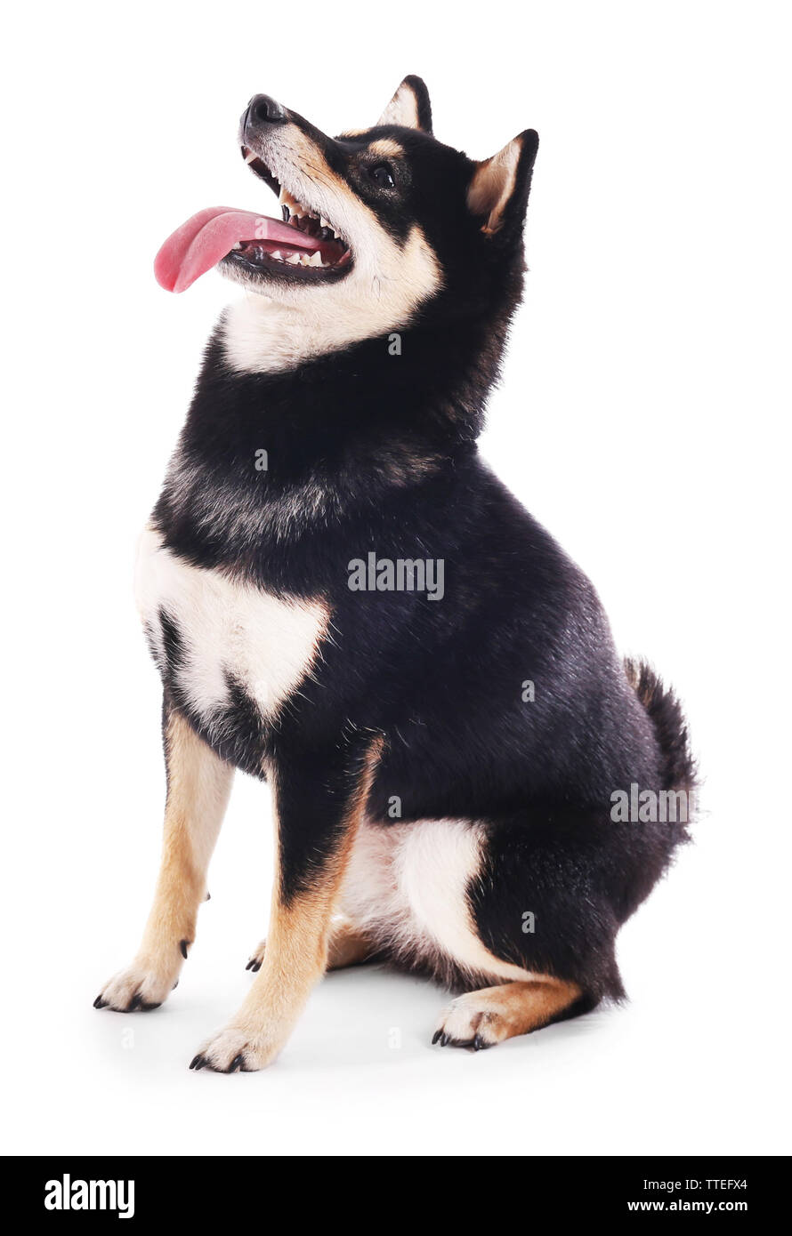 Siba inu dog isolated on white Stock Photo - Alamy