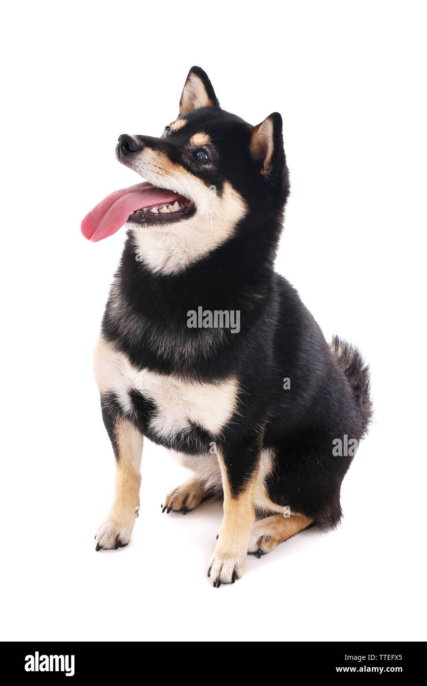 Siba inu dog isolated on white Stock Photo - Alamy