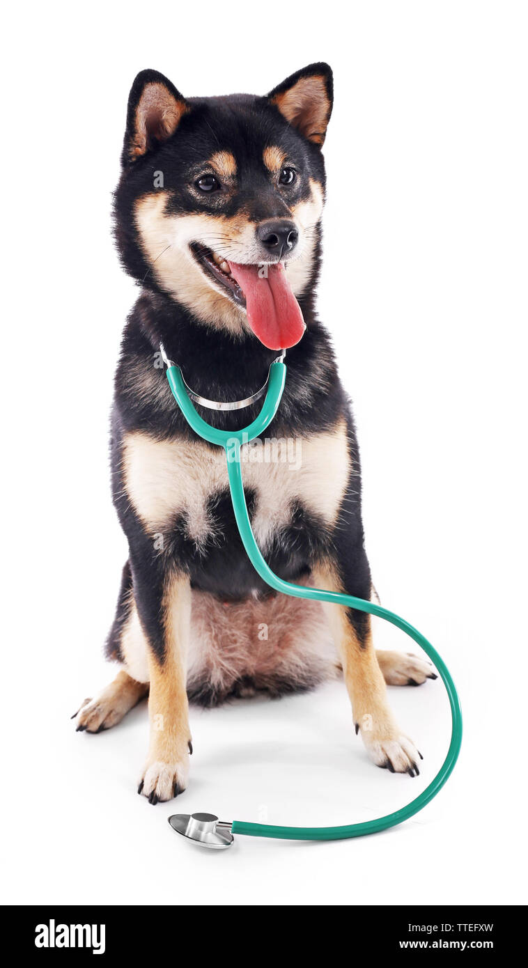 Siba inu with stethoscope isolated on white Stock Photo - Alamy