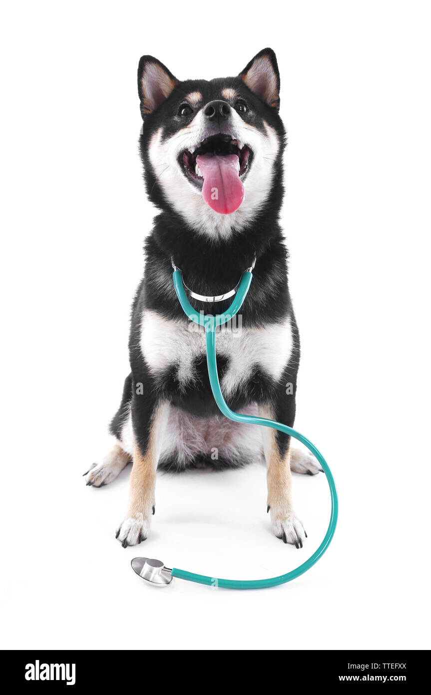 Siba inu with stethoscope isolated on white Stock Photo - Alamy