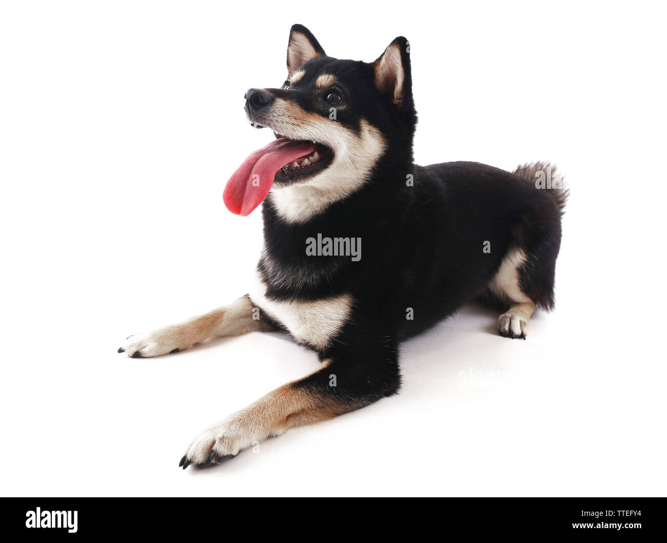 Siba inu dog isolated on white Stock Photo - Alamy
