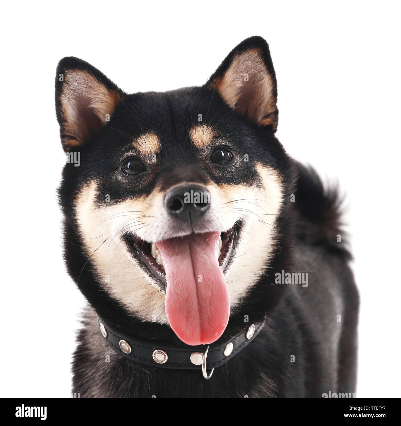Siba inu dog isolated on white Stock Photo - Alamy
