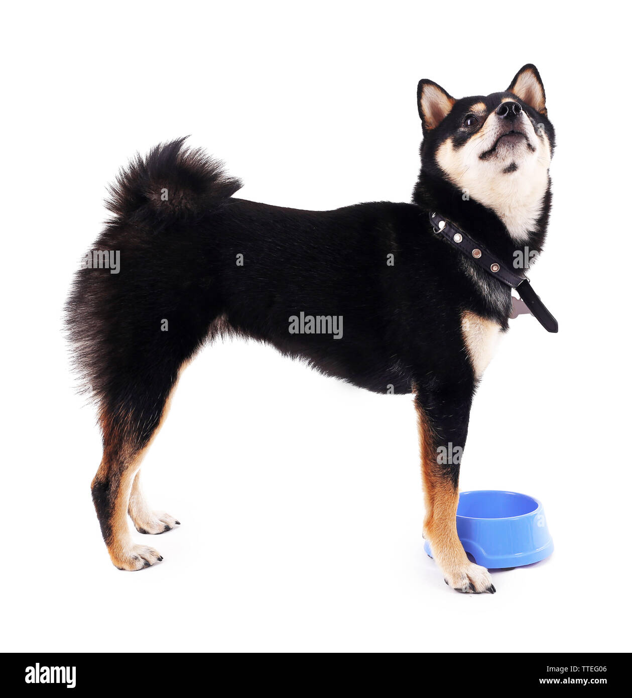 Siba inu dog with a blue bowl isolated on white Stock Photo - Alamy