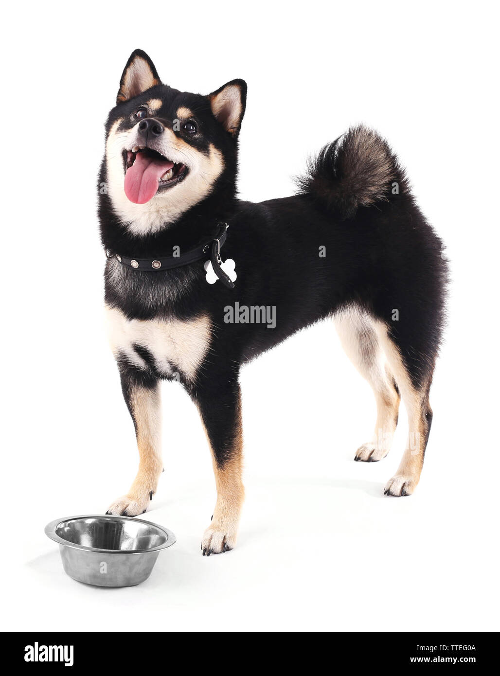 Siba inu dog with a bowl isolated on white Stock Photo - Alamy