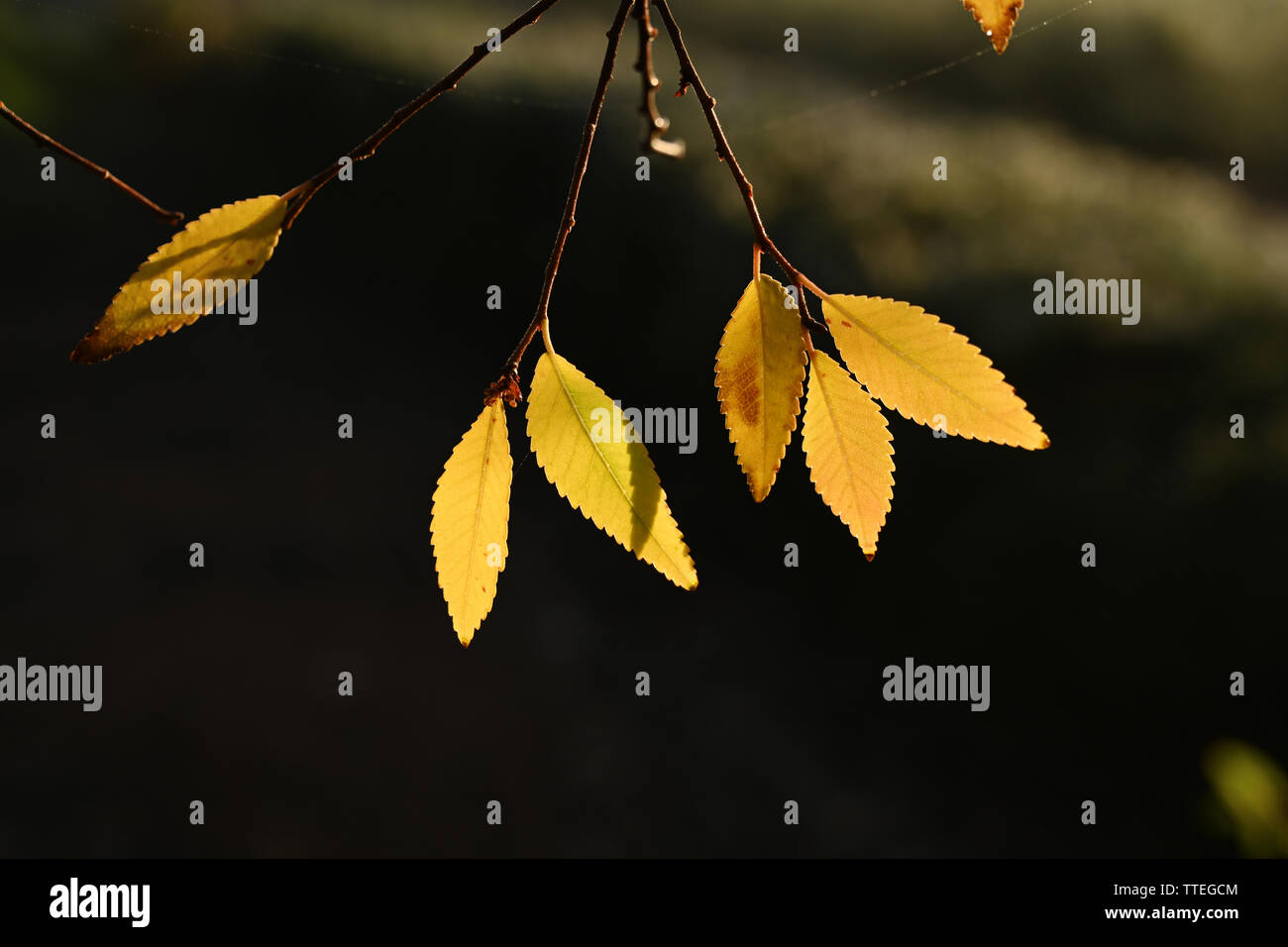 Dark yellow leaves hi-res stock photography and images - Alamy