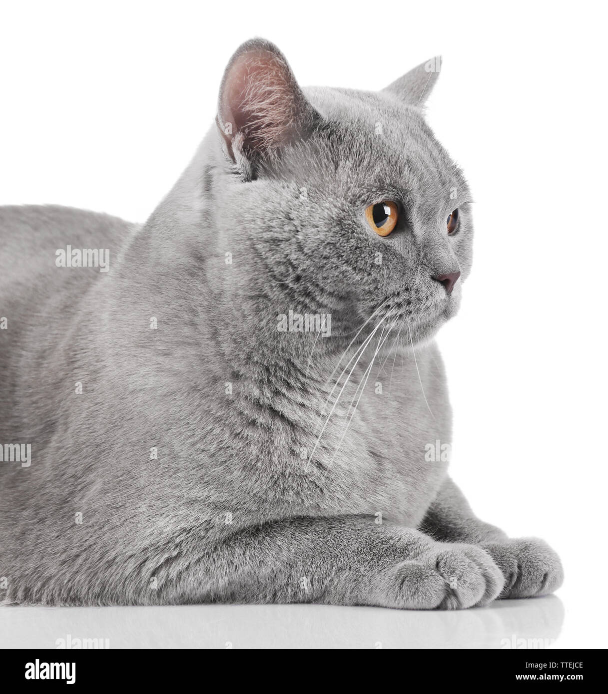 Short-hair grey cat isolated on white background Stock Photo - Alamy