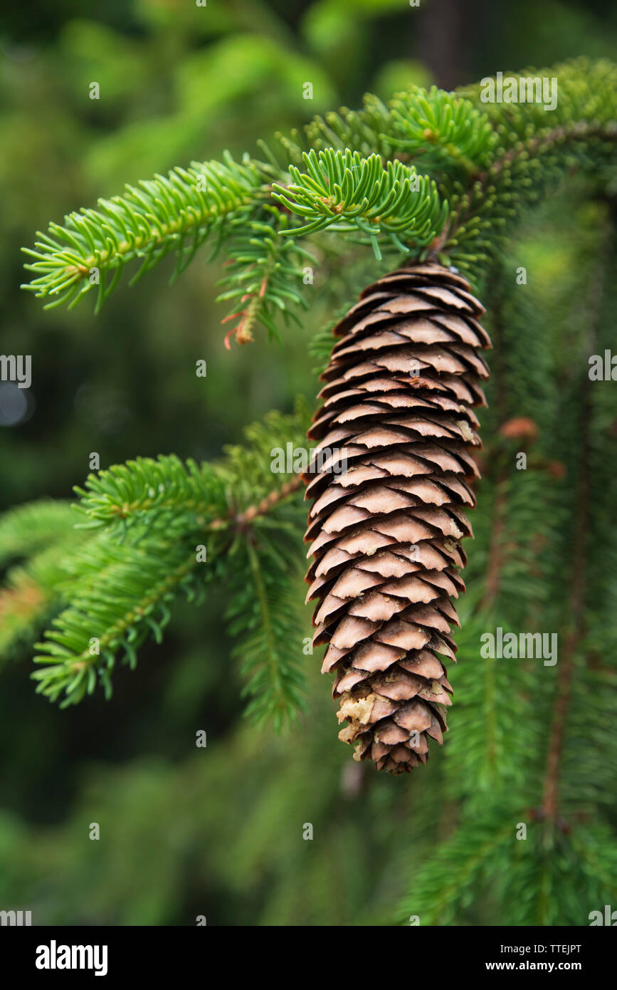 Pine cone on a fir branch in spring Stock Photo - Alamy