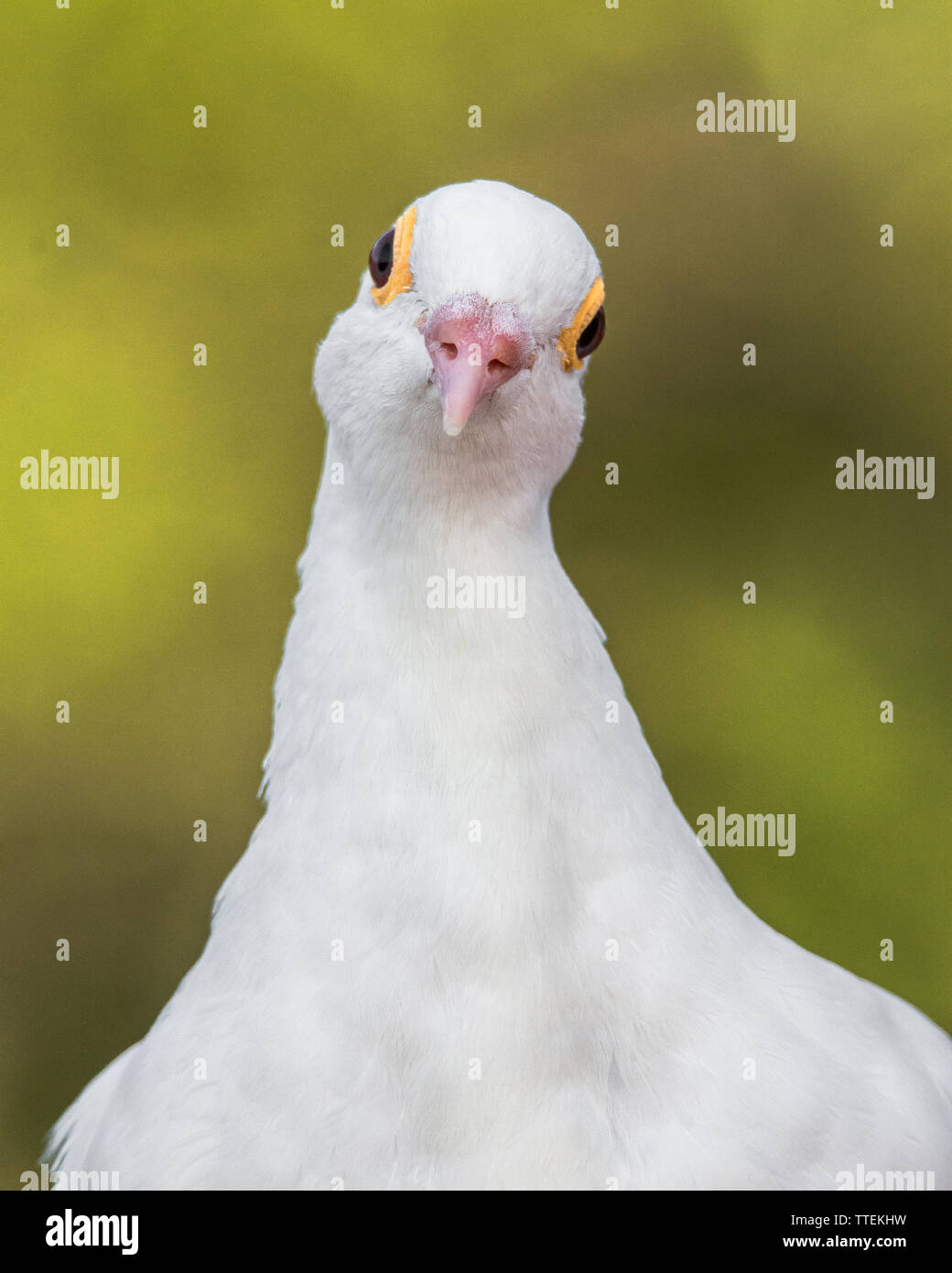 Fancy pigeon hi-res stock photography and images - Alamy