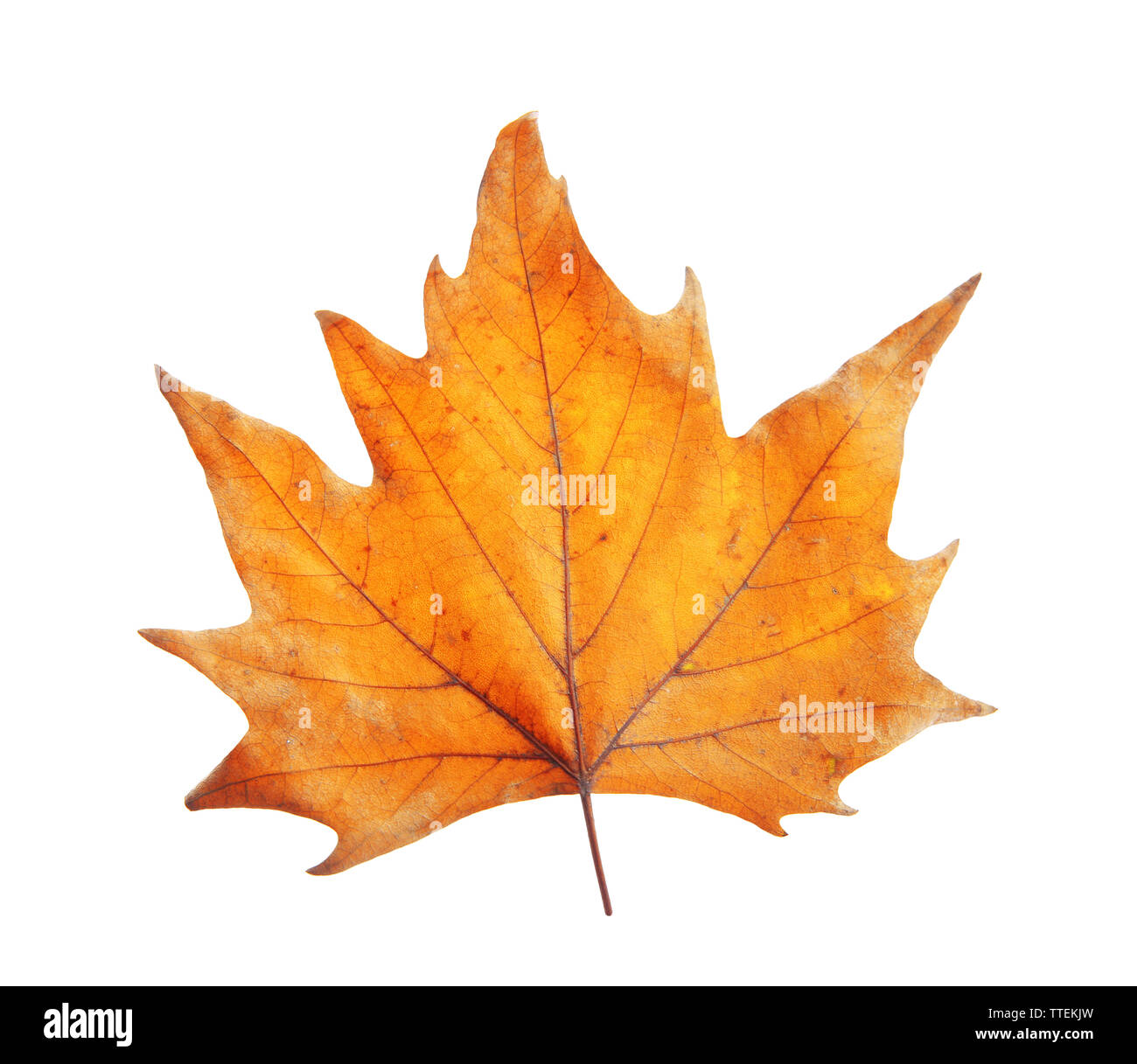 Golden autumn leaf isolated on white background Stock Photo - Alamy