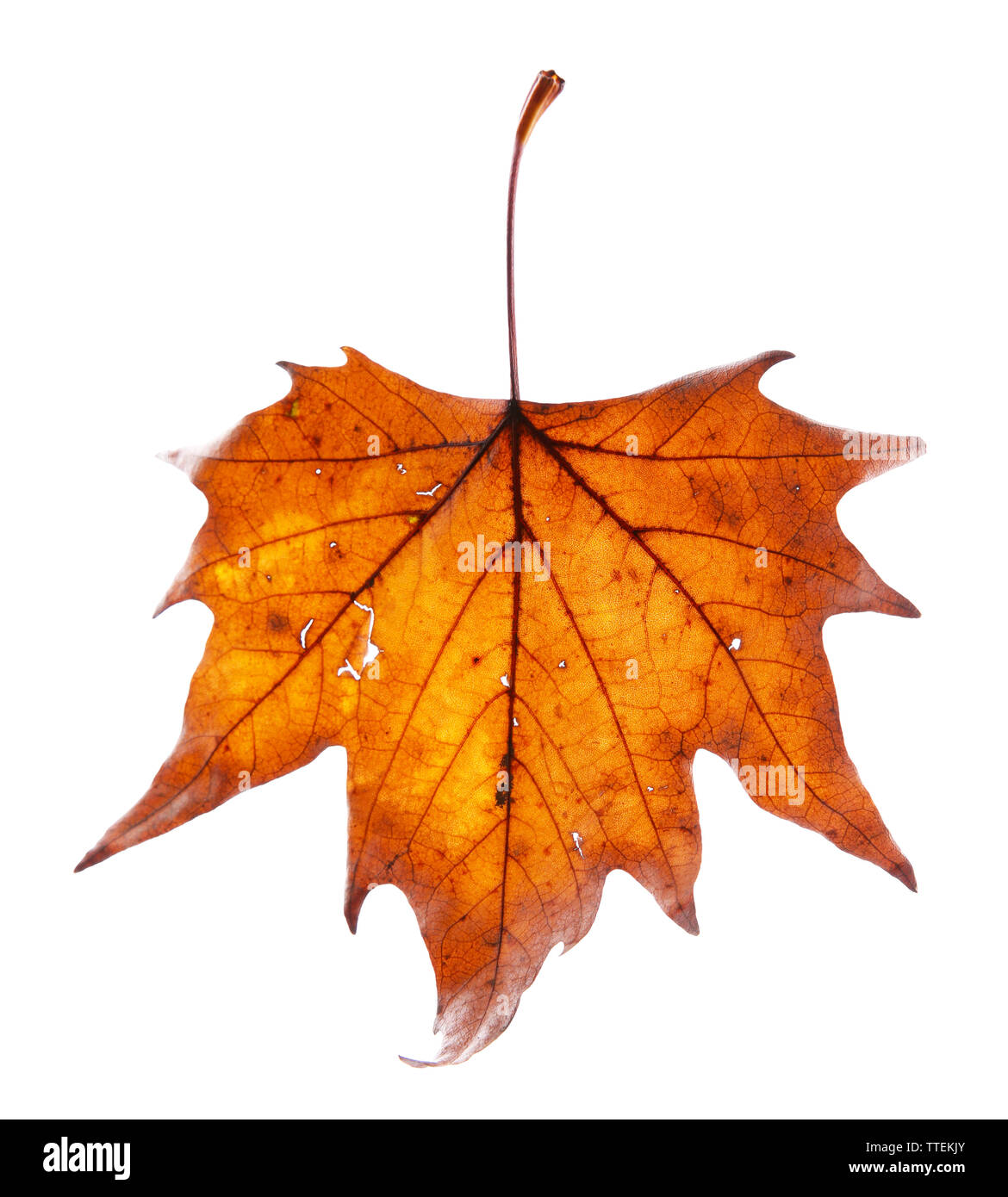 Golden autumn leaf isolated on white background Stock Photo - Alamy
