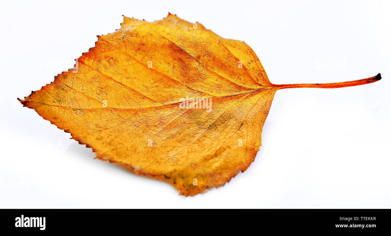 Golden autumn leaf isolated on white background Stock Photo - Alamy