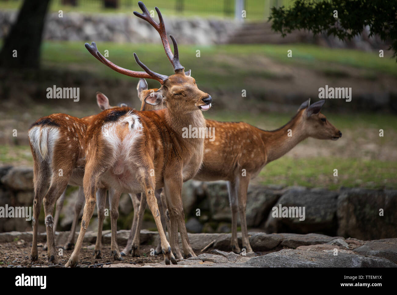 Male deer with antlers sticks out tongue and makes a funny face Stock ...