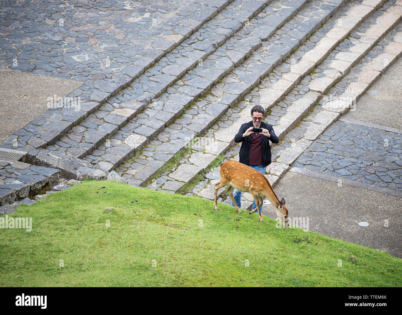Nara, Japan - June 15, 2019: Lone tourist takes closeup picture of deer ...