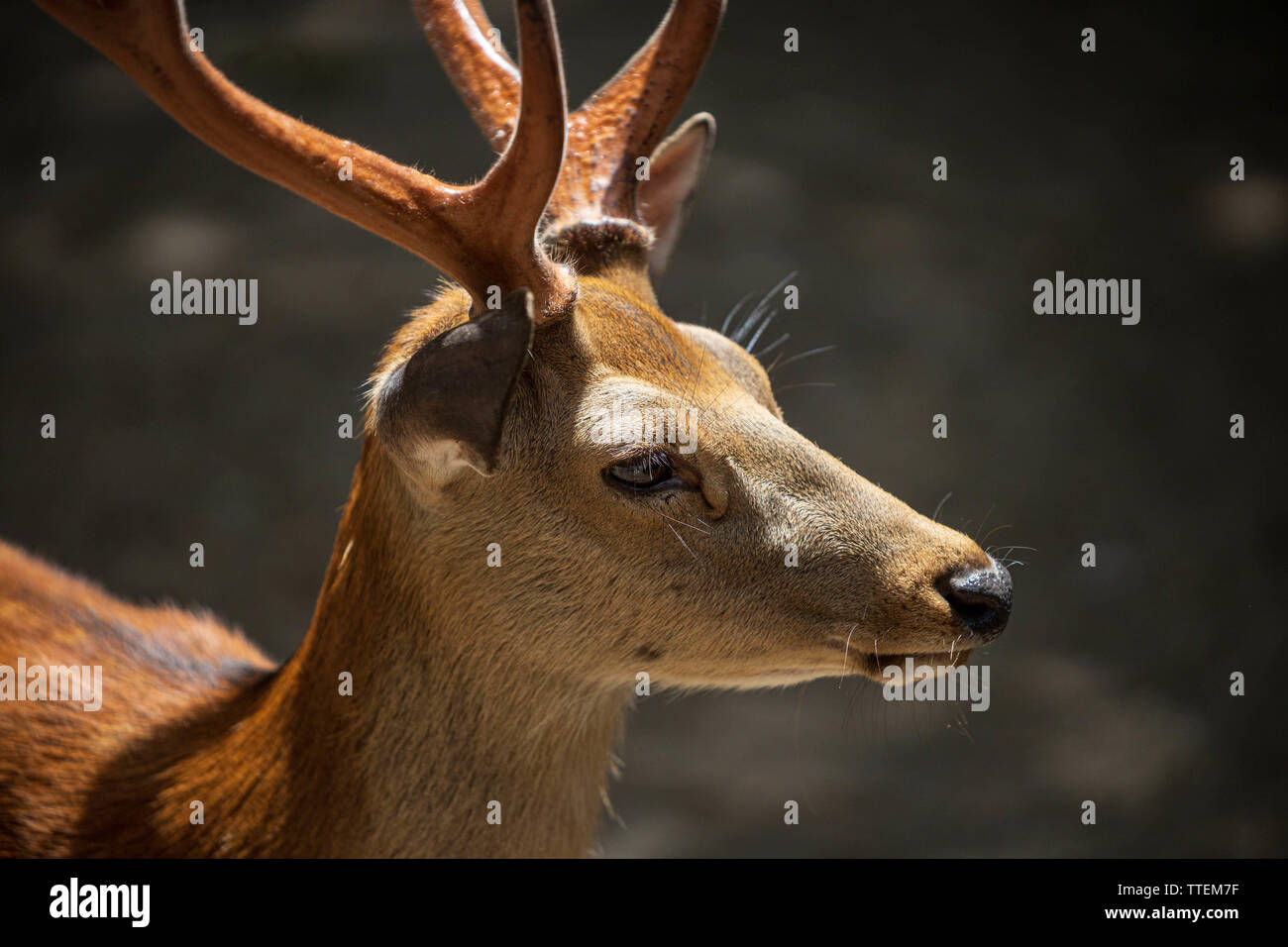 Young male deer with antlers in profile Stock Photo - Alamy