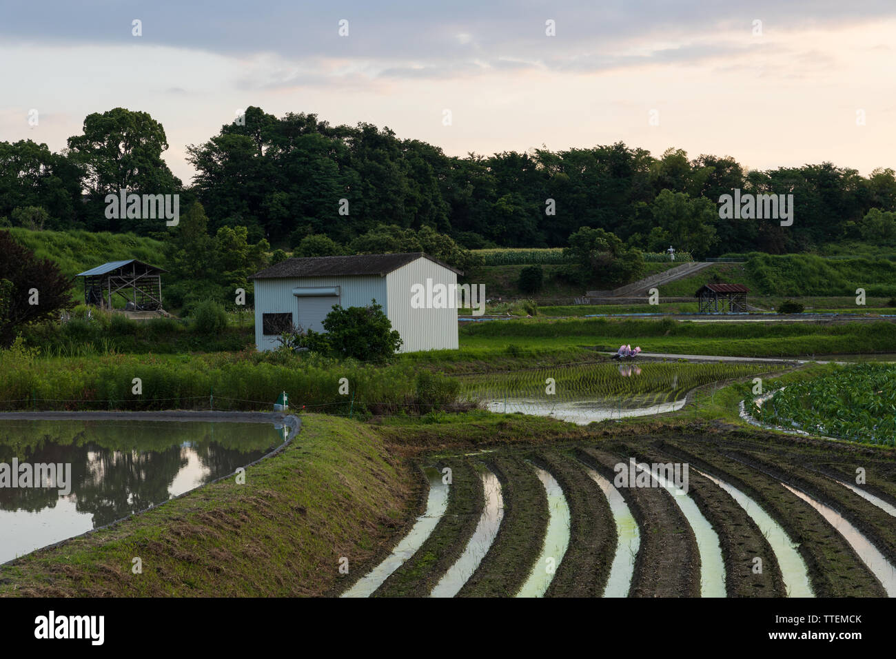 Flooded field and rows on small Japanese farm at sunset Stock Photo - Alamy