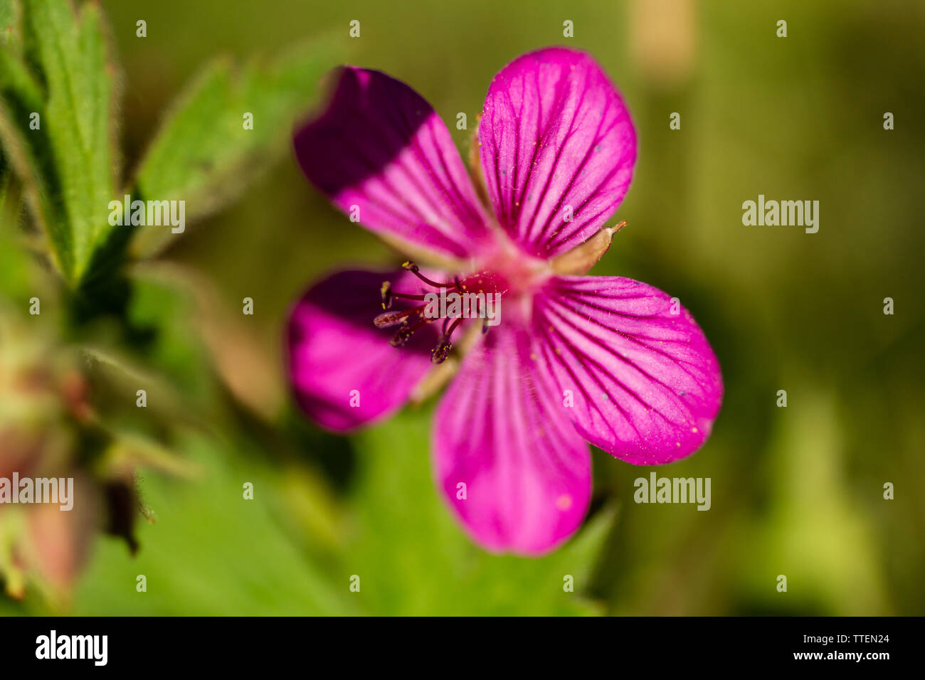 Sticky purple geranium (Geranium viscosissimum) photographed close up ...