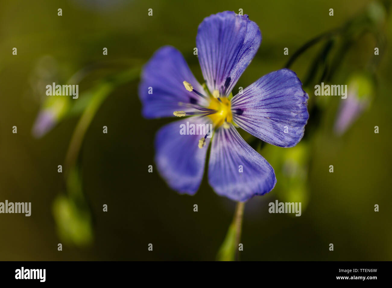 Western blue flax (Linum lewisii) wildflower in bloom. June in the ...