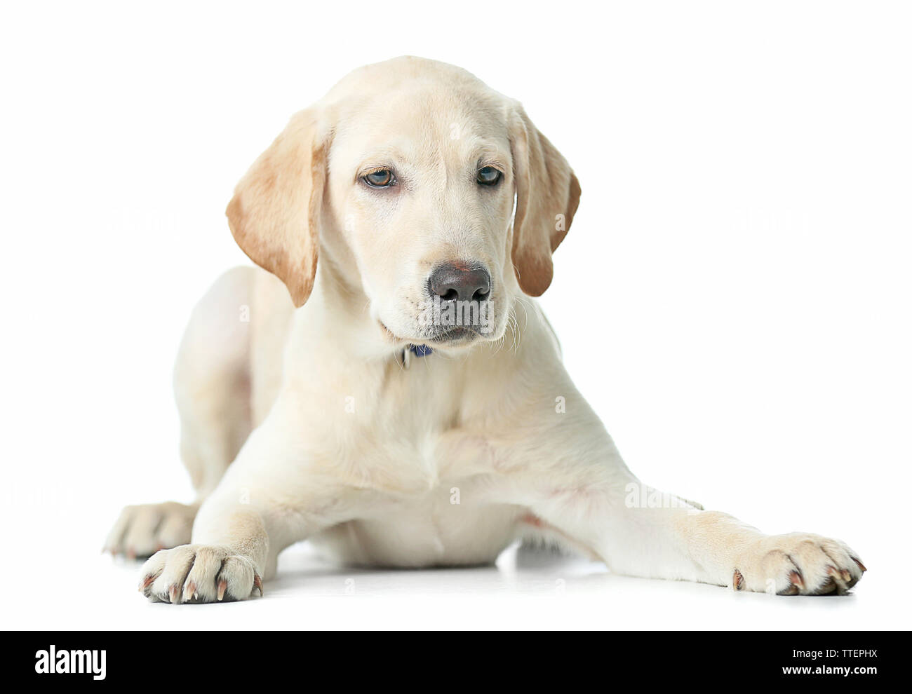Beautiful Labrador retriever isolated on white background Stock Photo ...
