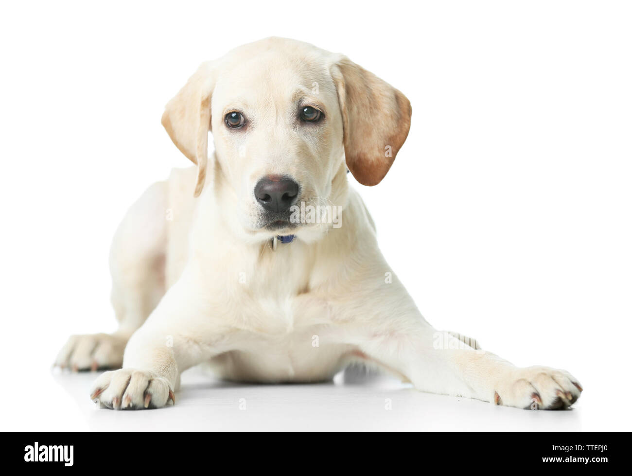 Beautiful Labrador retriever isolated on white background Stock Photo ...