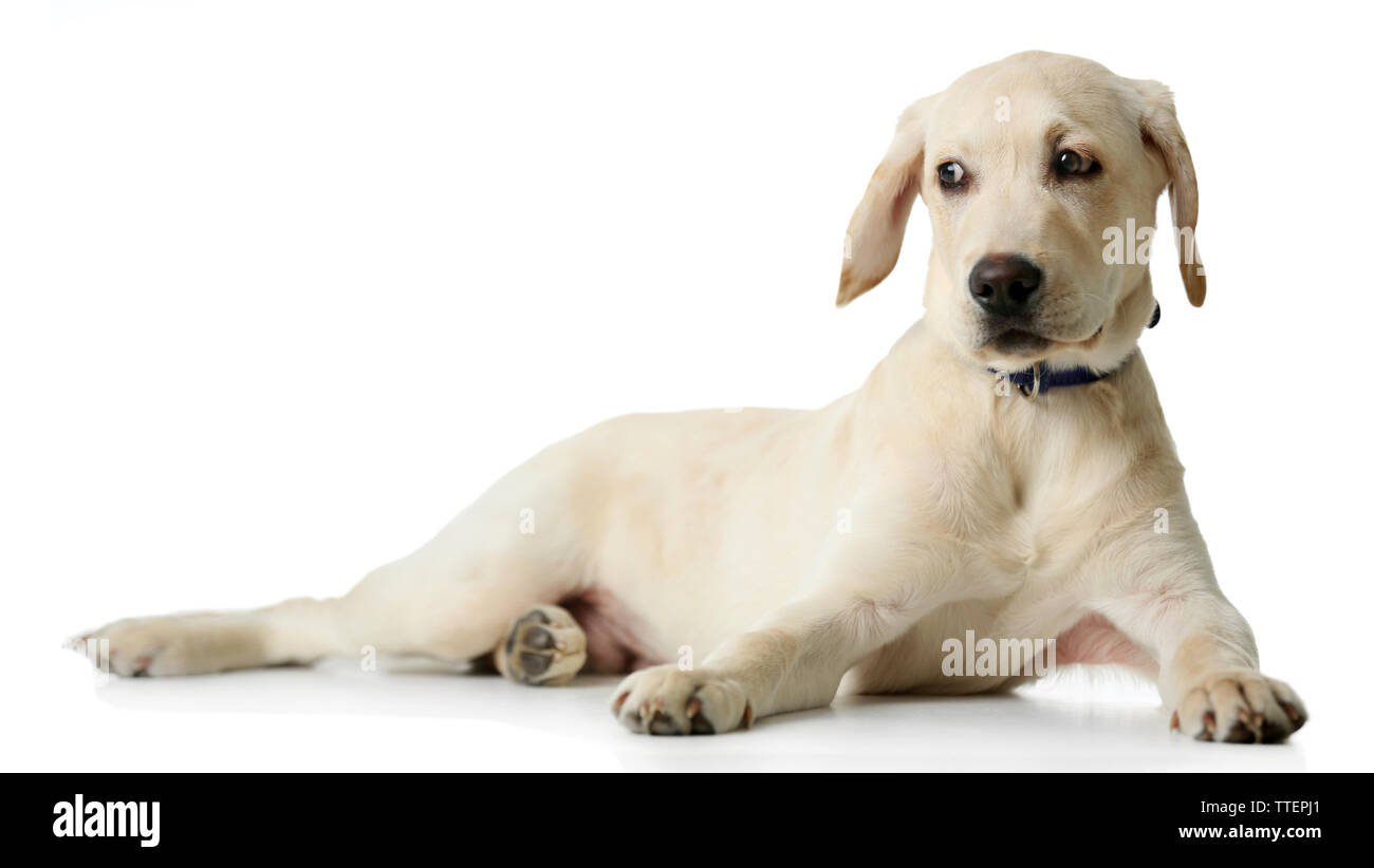 Beautiful Labrador retriever isolated on white background Stock Photo ...