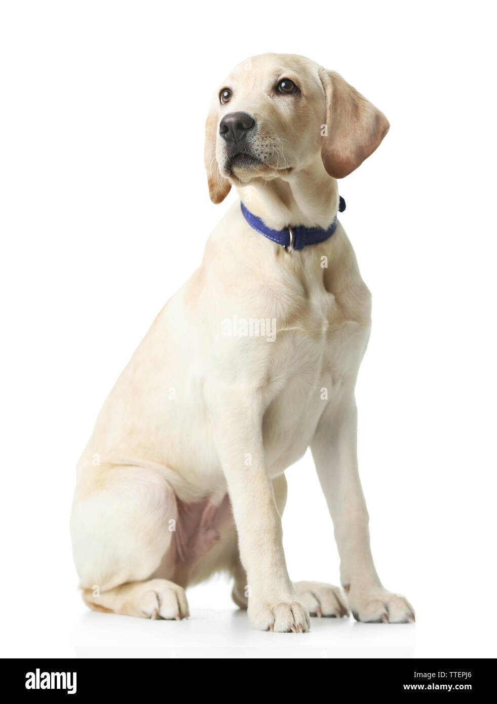 Beautiful Labrador retriever isolated on white background Stock Photo ...