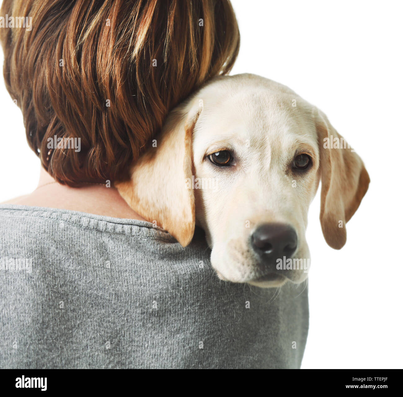 Boy holds Labrador retriever isolated on white background, backside ...