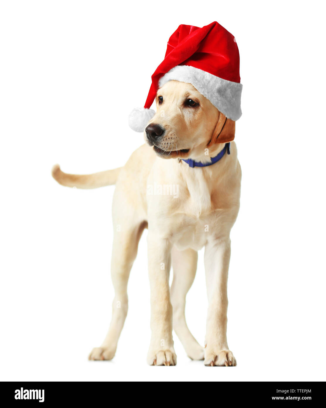 Beautiful Labrador retriever in Santa hat isolated on white background ...