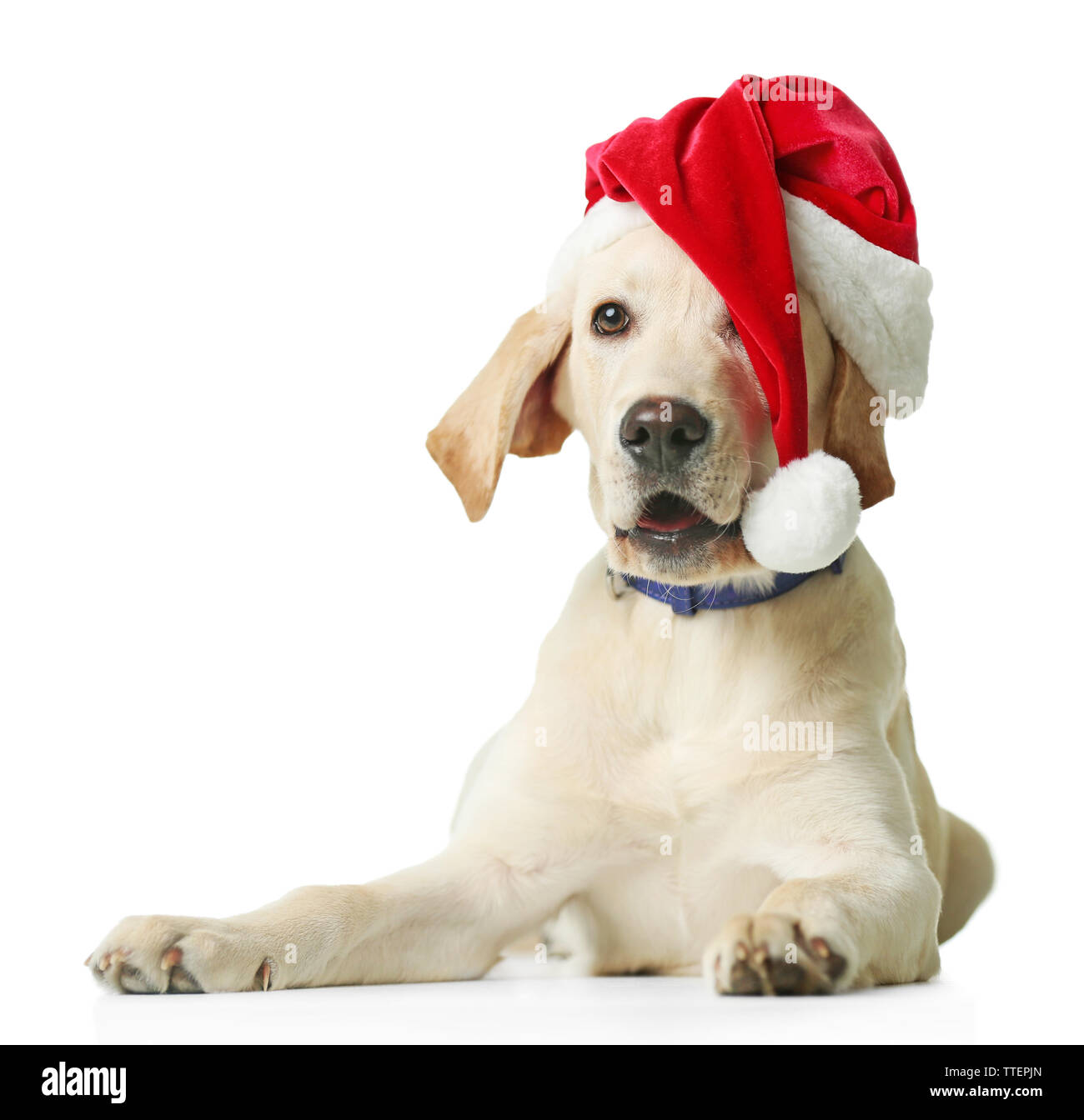 Beautiful Labrador retriever in Santa hat isolated on white background ...
