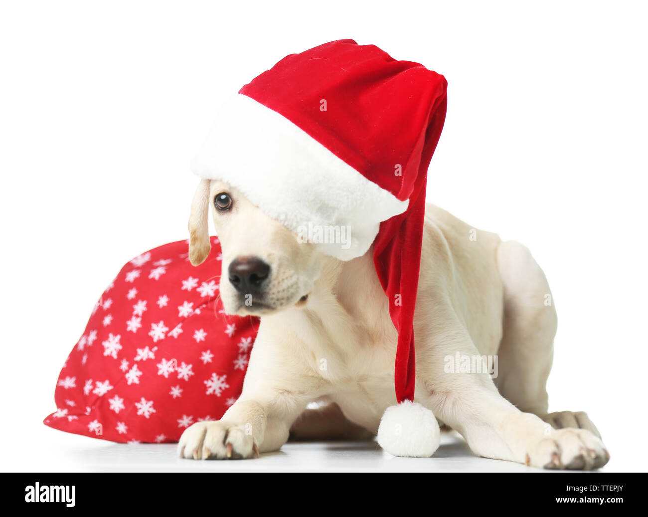 Golden labrador pup in santa hat hi-res stock photography and images ...