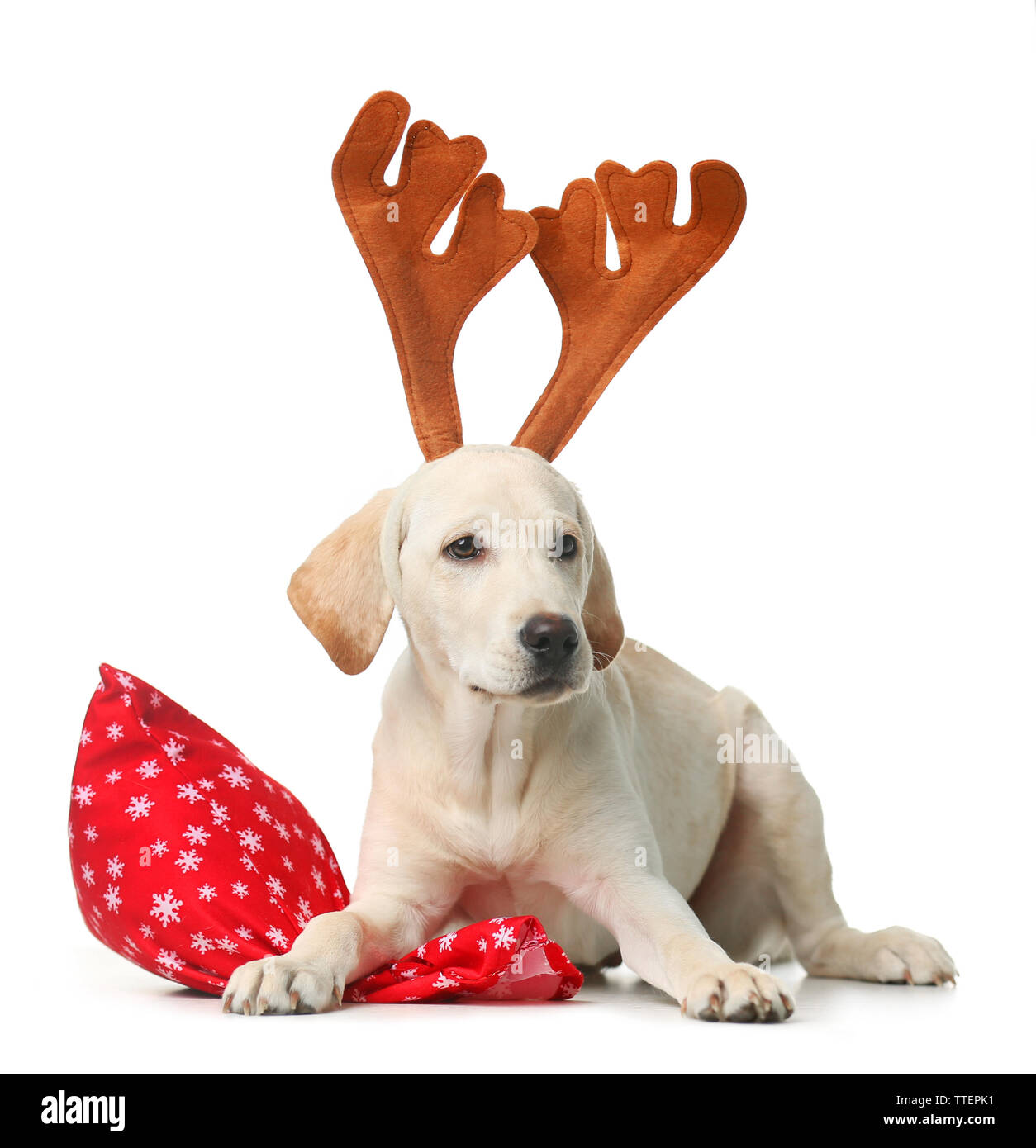 Beautiful Labrador retriever with Santa bag isolated on white ...