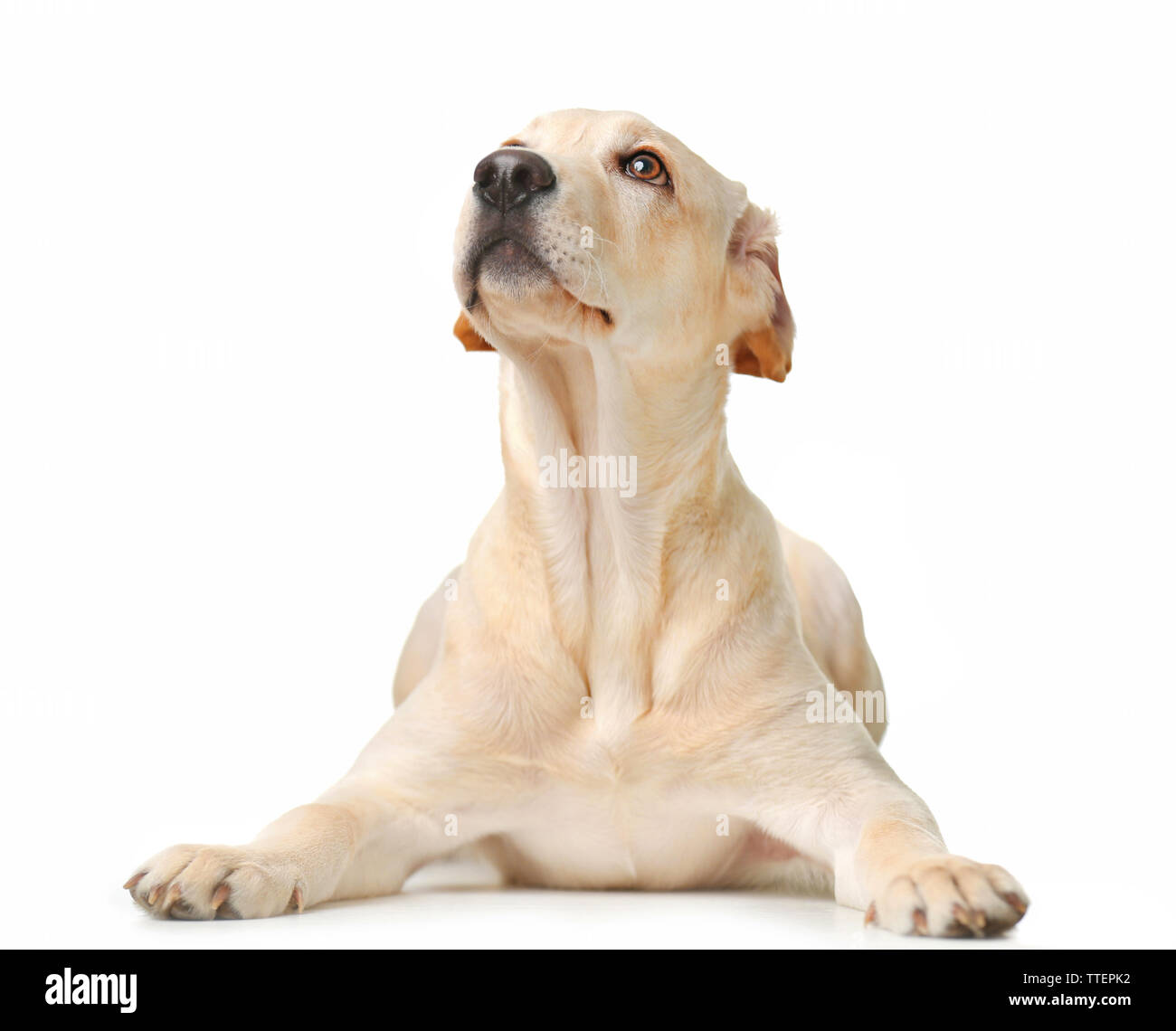 Beautiful Labrador retriever isolated on white background Stock Photo ...