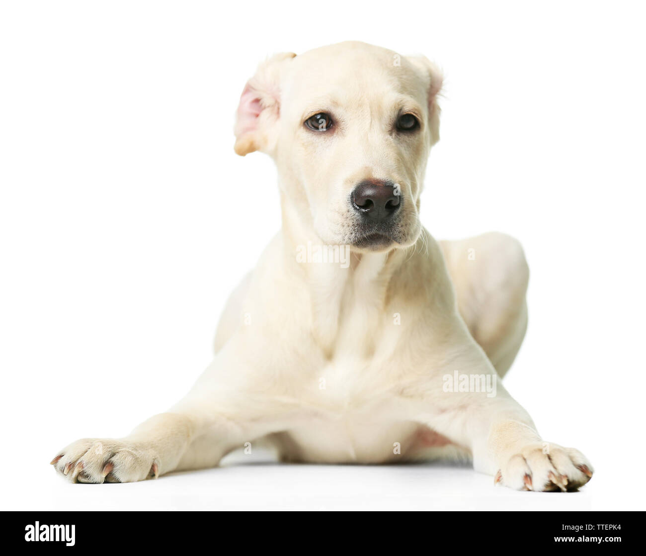 Beautiful Labrador retriever isolated on white background Stock Photo ...