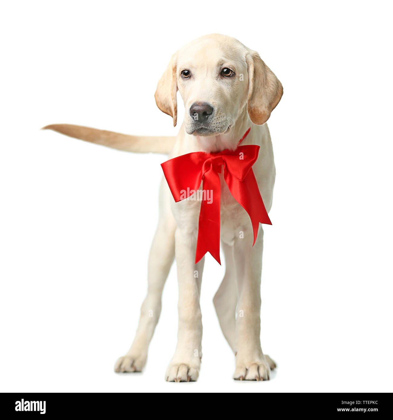 Beautiful Labrador retriever with red bow isolated on white background ...