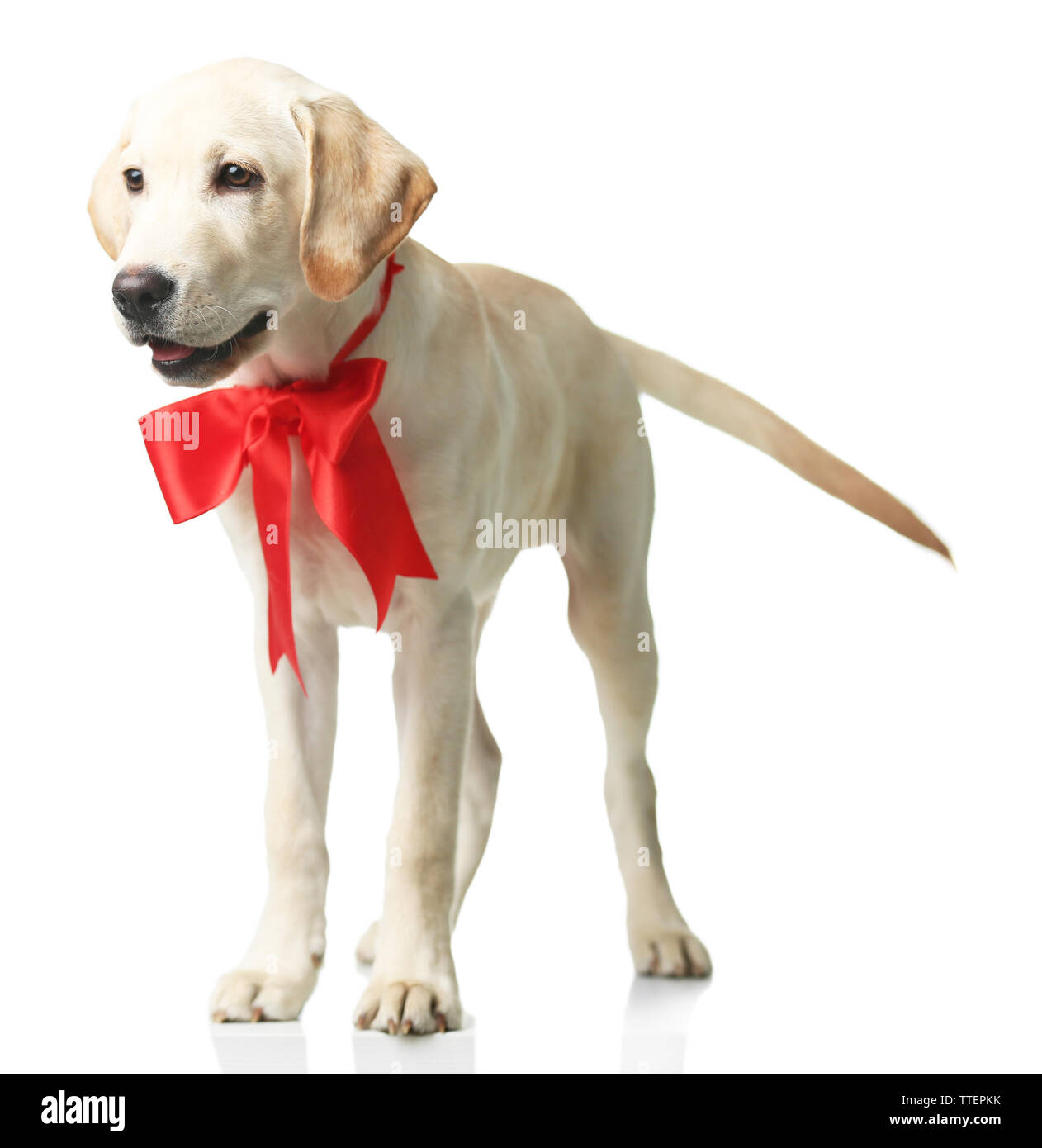 Beautiful Labrador retriever with red bow isolated on white background ...
