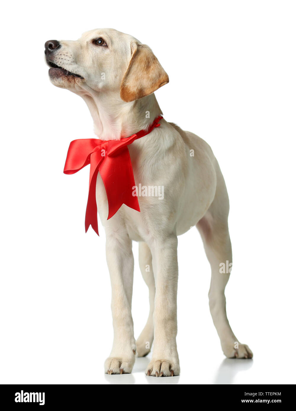 Beautiful Labrador retriever with red bow isolated on white background ...