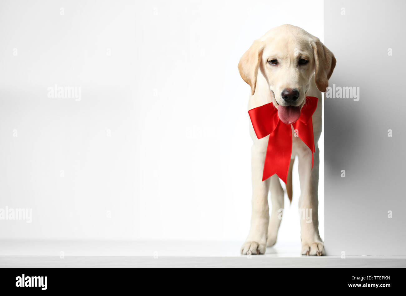 Beautiful Labrador retriever with red bow isolated on white background ...