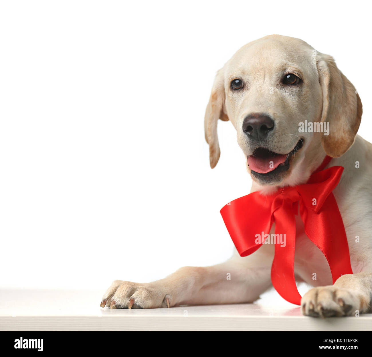 Beautiful Labrador retriever with red bow isolated on white background ...
