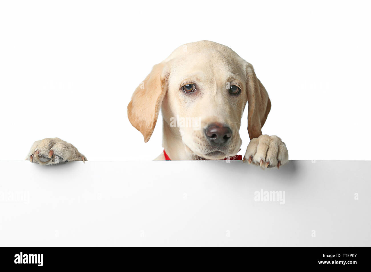 Beautiful Labrador retriever isolated on white background Stock Photo ...