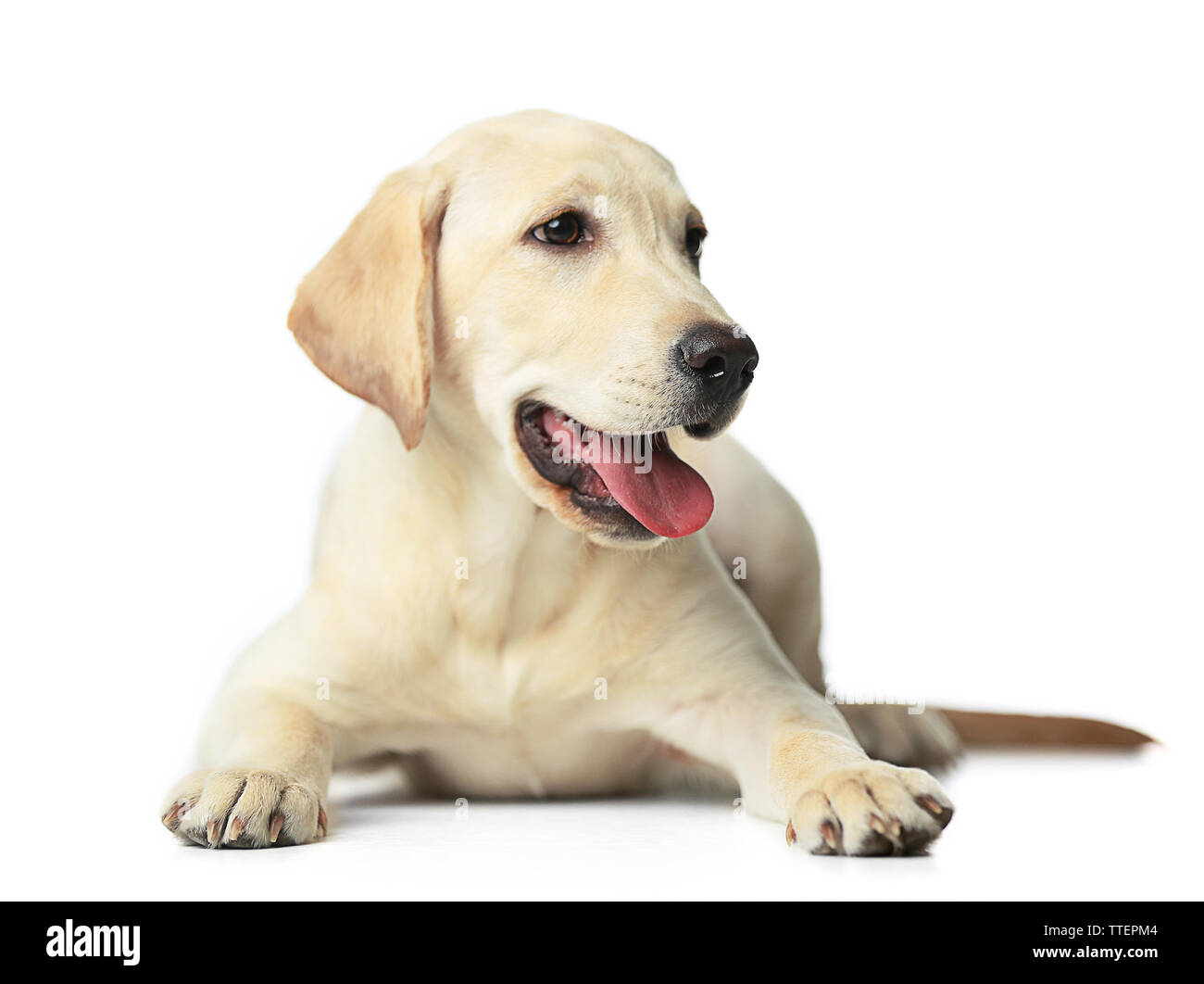 Beautiful Labrador retriever isolated on white background Stock Photo ...