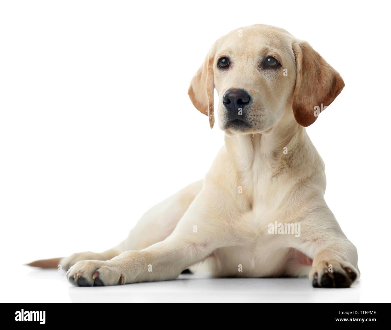 Beautiful Labrador retriever isolated on white background Stock Photo ...
